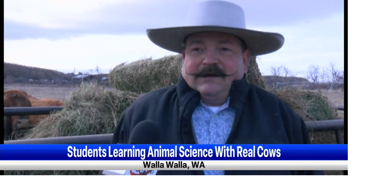First cows born from embryo transfer in Walla Walla show students the ...