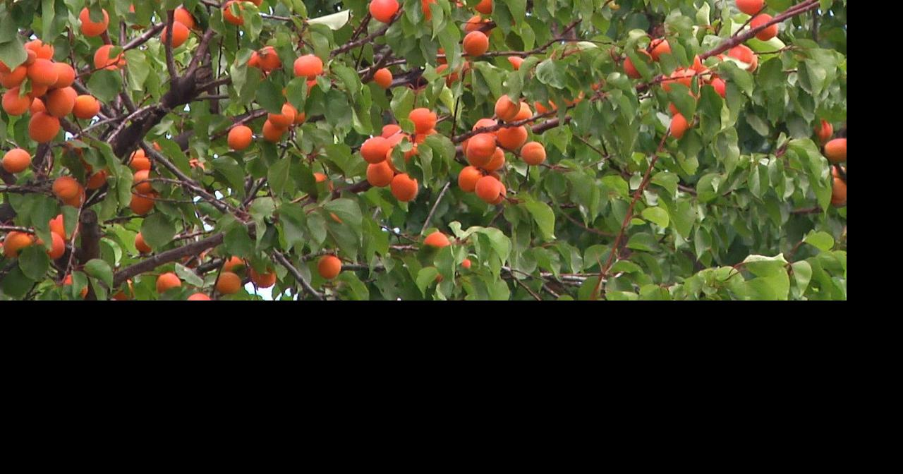 HOMETOWN PROUD: A Finley apricot farm has over 300 fruit trees ...
