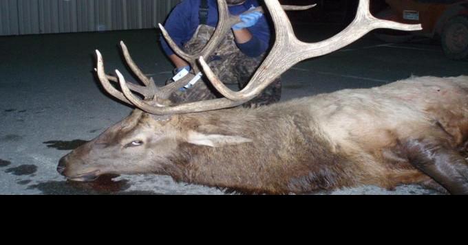FURTHER INVESTIGATION: Hanford Workers Kill Elk On Reservation ...