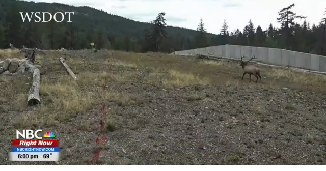 Avoid animal collisions this spring | News | nbcrightnow.com