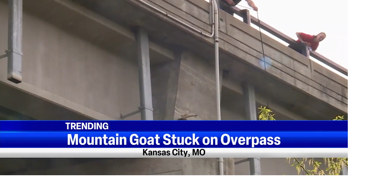 Kansas City Mountain Goat Gets Caught on Overpass | Northwest ...