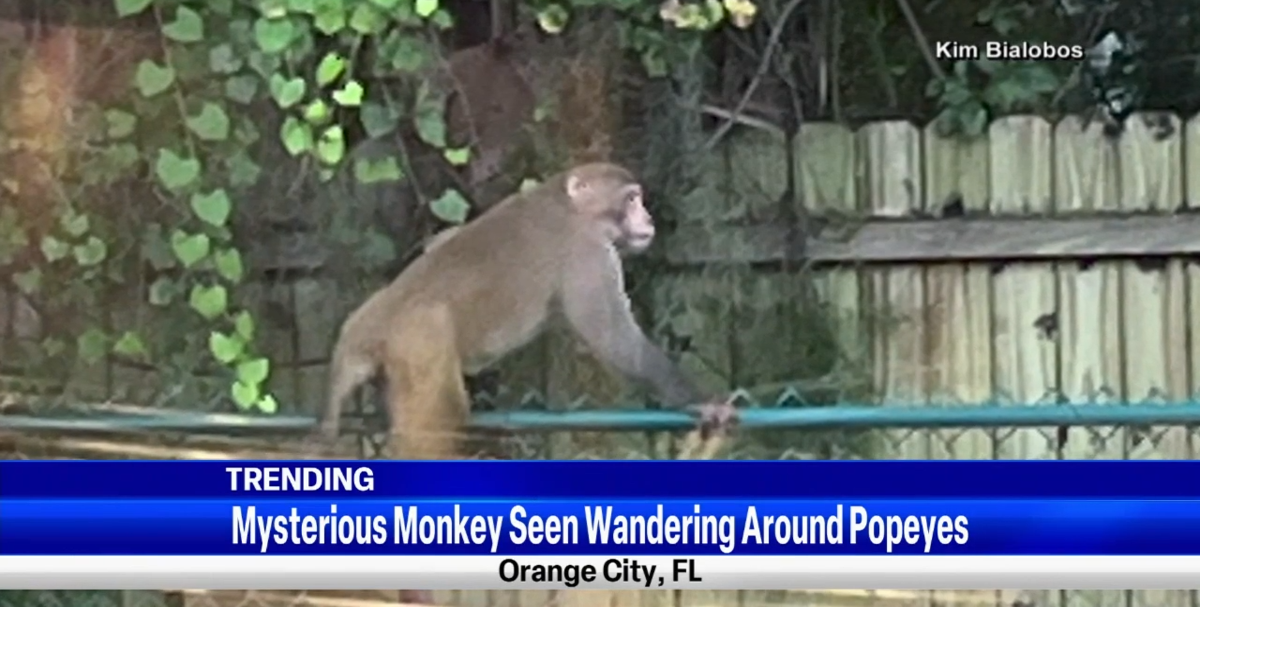 Trending: Monkey business in Florida | Top Video | nbcrightnow.com