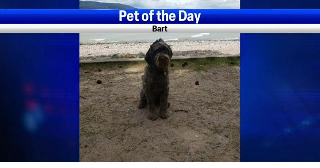 Pet of the Day: Bart | Top Video | nbcrightnow.com
