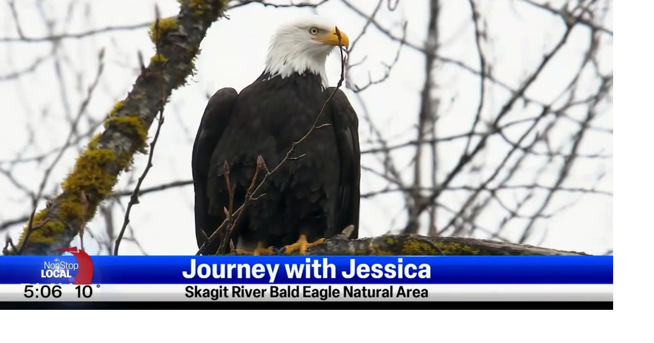 Journey with Jessica: Skagit River Bald Eagle Natural Area | News ...
