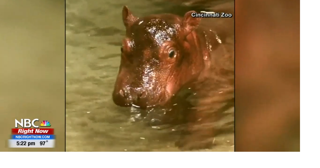 Cincinnati Zoo Reveals the Name of Fiona the Hippo's Baby Brother ...