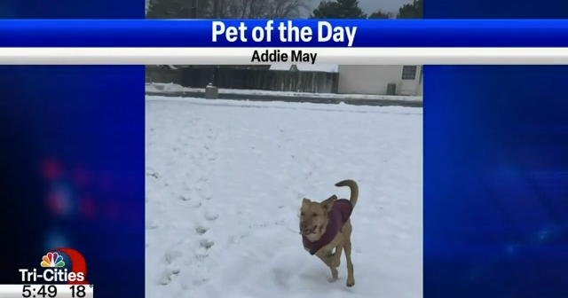 Pet Of the Day: Addie May | News | nbcrightnow.com