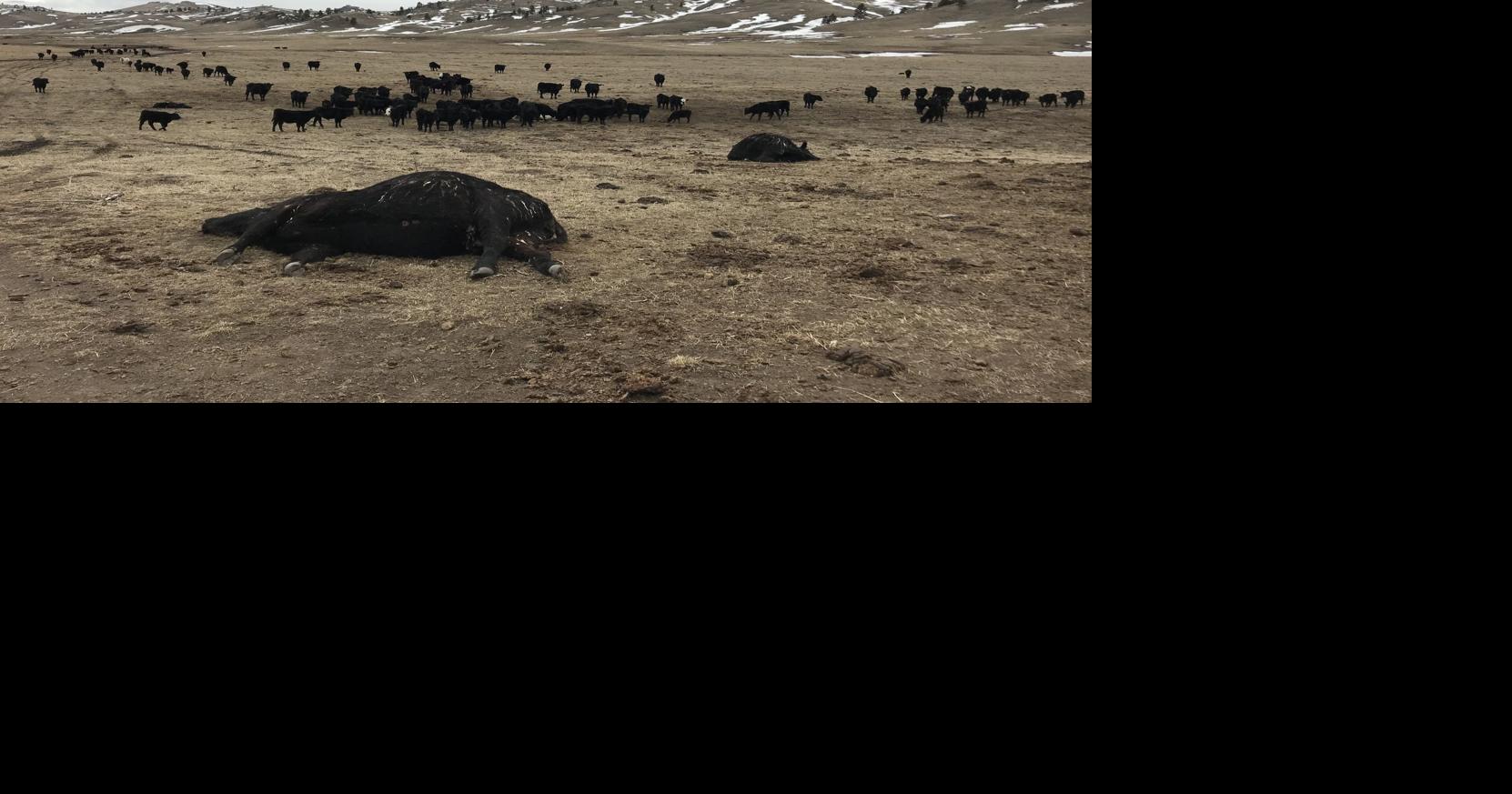 CCSO & County Commissioners work to save hundreds of starving cattle ...