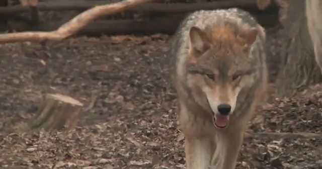 Oregon wolf population reaches record 200 for first time since 1990s ...