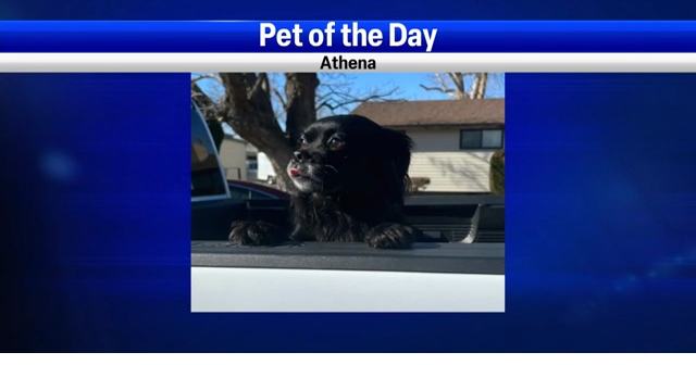Pet of the Day: Athena | Pet of the Day | nbcrightnow.com