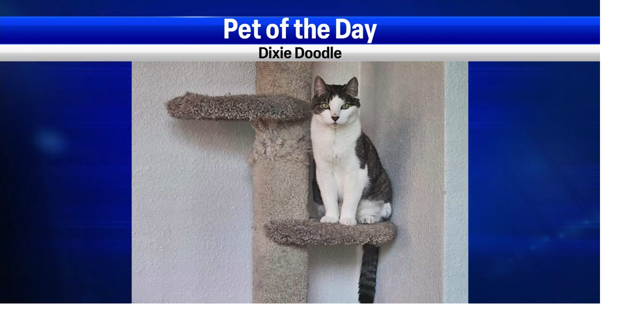 Pet of the Day: Dixie Doodle | Pet of the Day | nbcrightnow.com