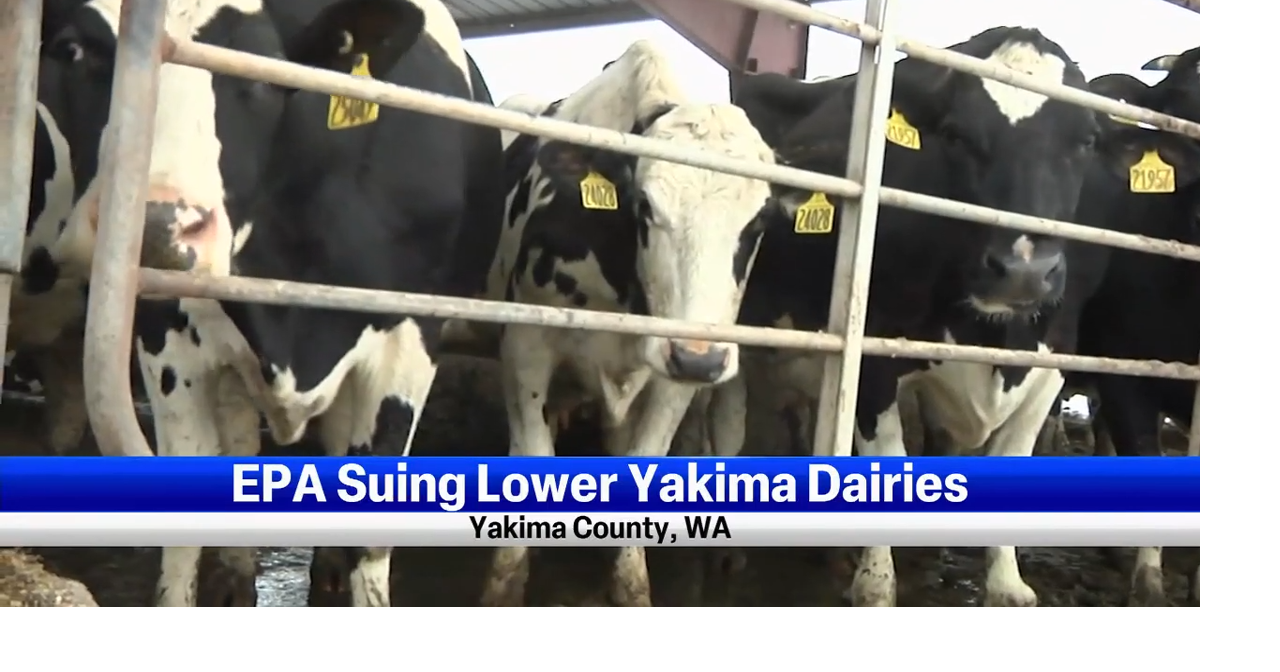 EPA, DOJ sue Lower Yakima Valley dairies for endangering neighboring ...