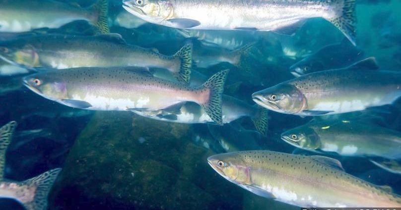 Columbia River spring Chinook fishing season extended | News ...