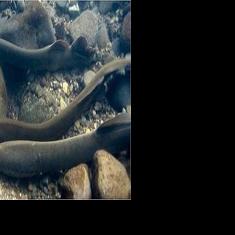New Lamprey Passage at McNary Dam | Archives | nbcrightnow.com