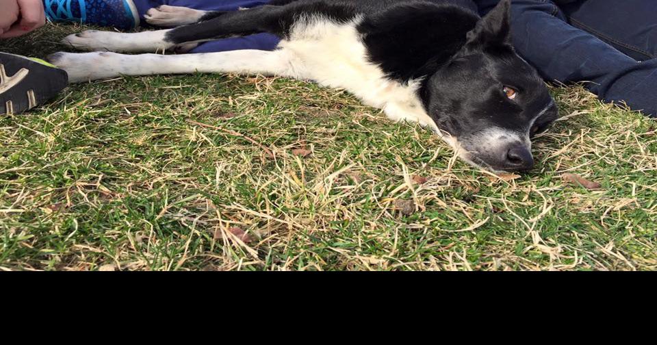 Rescue crews save shaking, exhausted border collie from canal ...