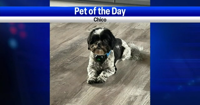 Pet of the Day: Chico | Top Video | nbcrightnow.com