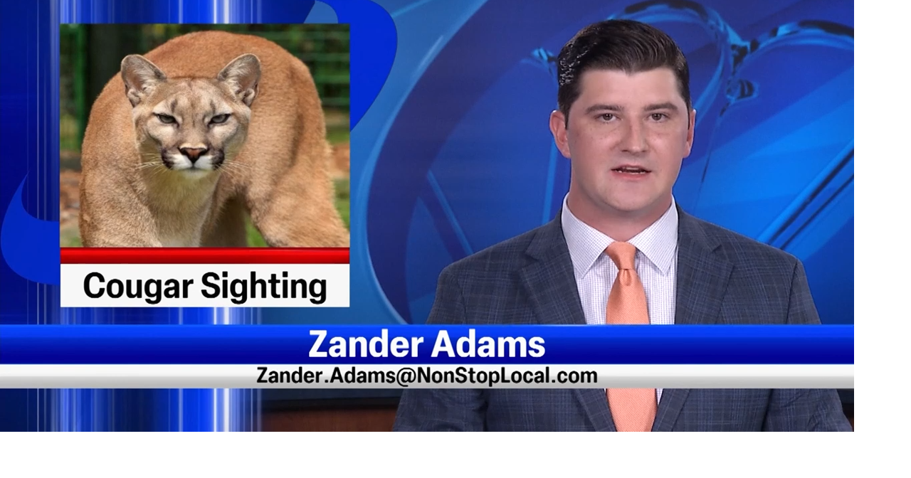 Cougar sighting reported in Cowiche Canyon west of Yakima | News ...