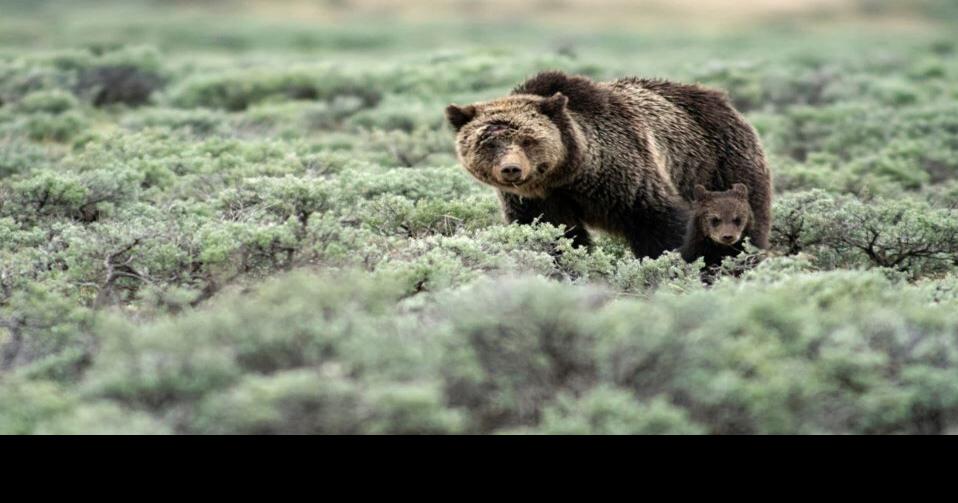 Carnivores’ attacks on humans are becoming more common, and climate ...