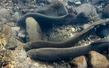 New Lamprey Passage at McNary Dam | Archives | nbcrightnow.com