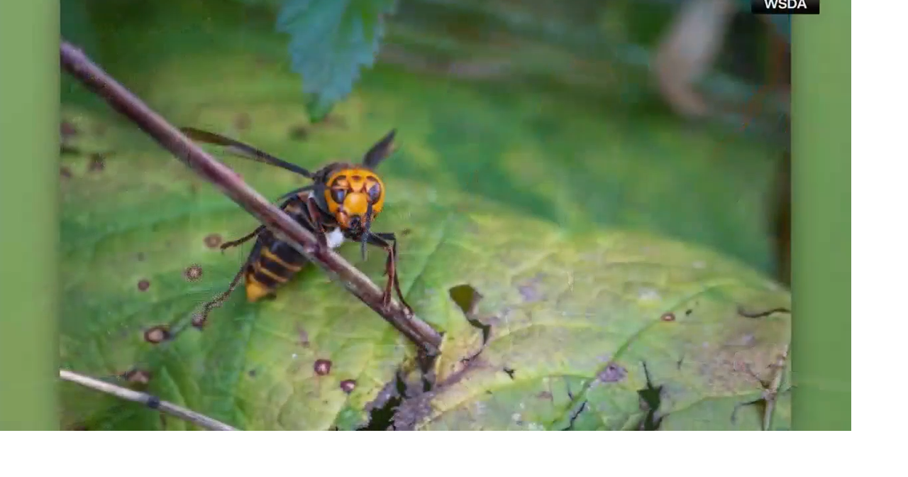 Northern Giant Hornets declared eradicated in U.S. | News | nbcrightnow.com
