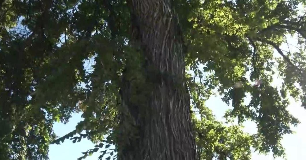 Tree trimming in Yakima may cause delays on Second Street | News ...