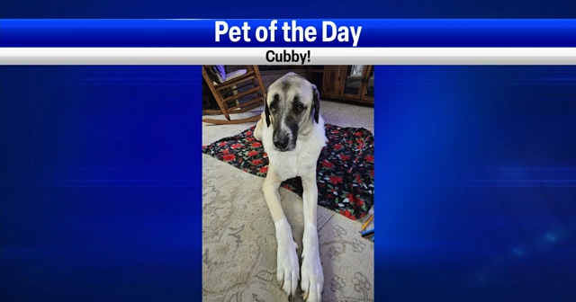Pet of the Day--Cubby | Sponsored | nbcrightnow.com