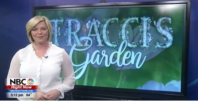 Tracci's Garden: From Seeds to Salads | Gardening | nbcrightnow.com
