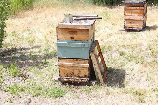 Washington State University warns of severe honey bee losses in 2025 ...