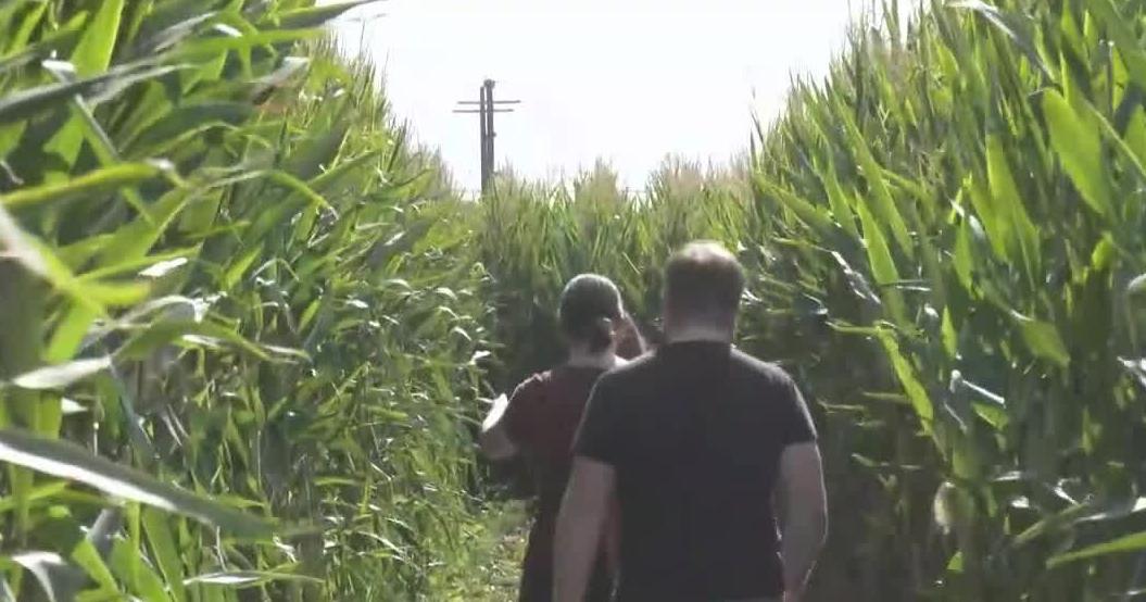 Families enjoy half-price weekend at Union Gap corn maze and pumpkin ...