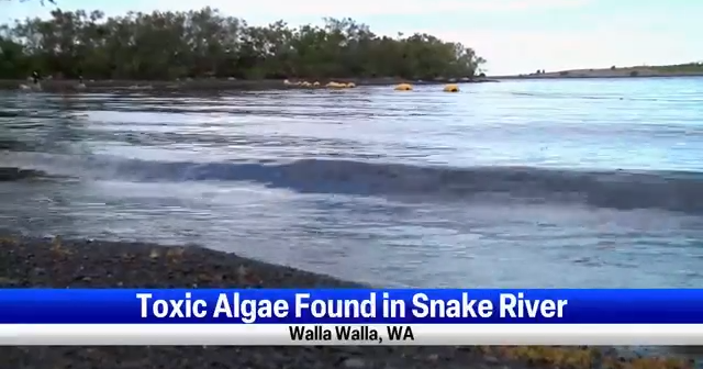 Toxic algae detected in Snake River near Charbonneau Park | News ...