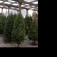 Christmas trees arrive at Kennewick nursery | News | nbcrightnow.com