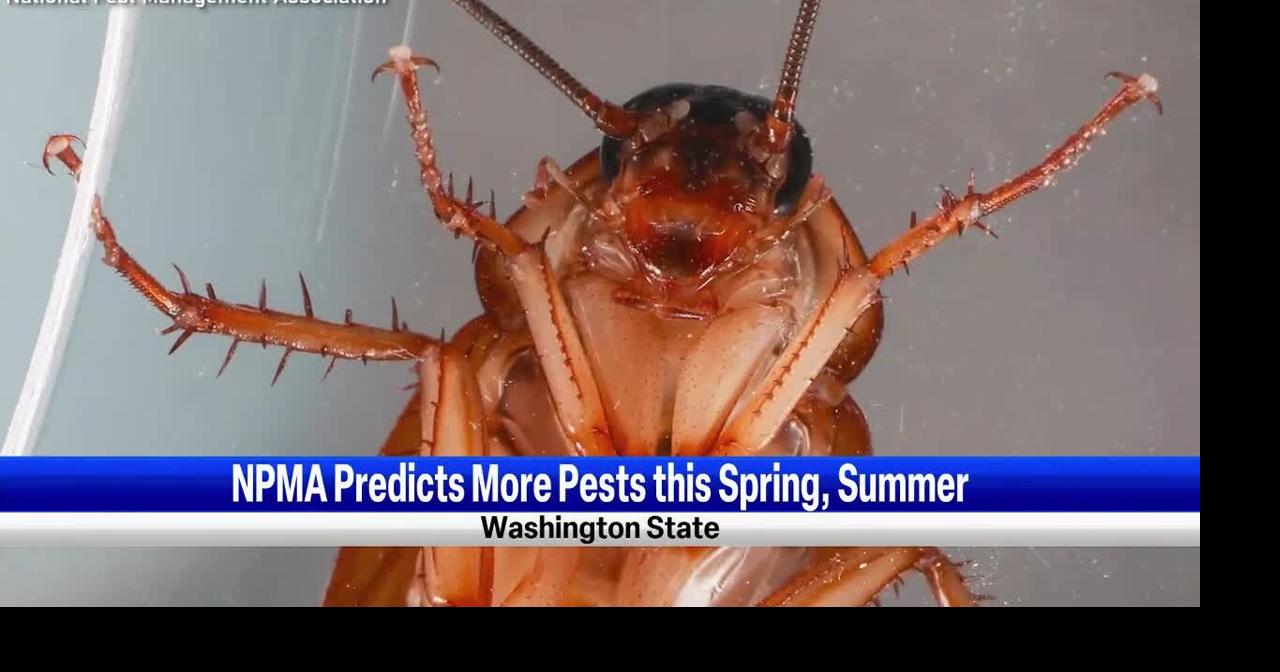 Washington pest forecast highlights tick and cockroach surge | News ...