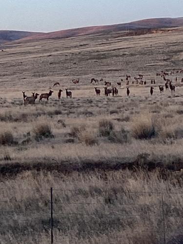 Elk herds have begun return home | News | nbcrightnow.com