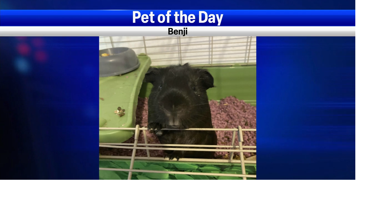 Pet of the Day: Benji | Features | nbcrightnow.com