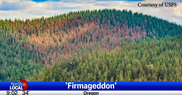 'Firmageddon': Researchers find 1.1 million acres of dead trees in ...
