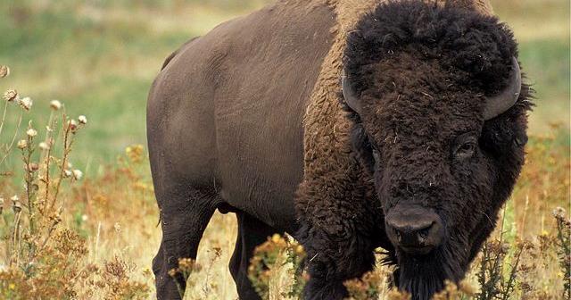 Yellowstone National Park reports first 2025 bison goring | Montana ...
