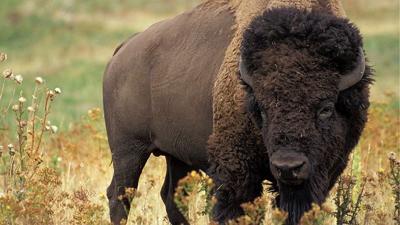 Yellowstone National Park reports first 2025 bison goring | Montana ...