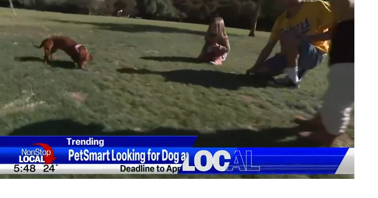 What's Trending: Dog and cat toy testers | Top Video | nbcrightnow.com