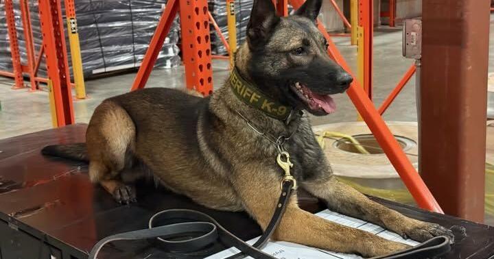 Yakima K9 dog receives bullet-proof vest from national nonprofit | News ...