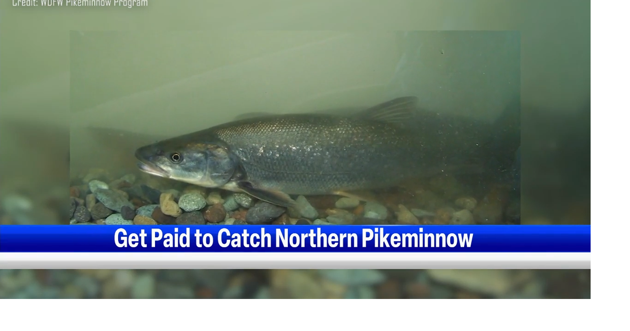 Northern Pikeminnow program pays anglers to protect young salmon and ...