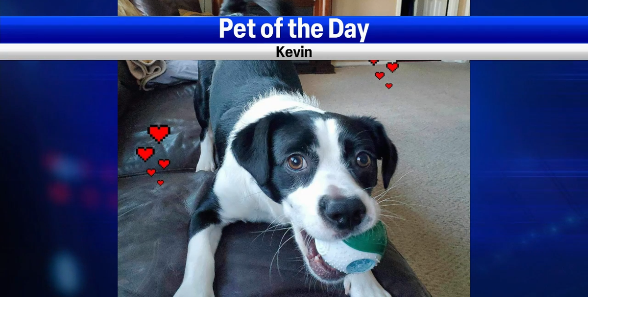 Pet of the Day: Kevin | Pet of the Day | nbcrightnow.com