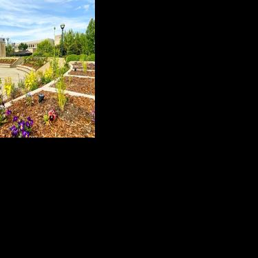 Pollinator garden opens on Capitol Campus to protect bees, butterflies ...