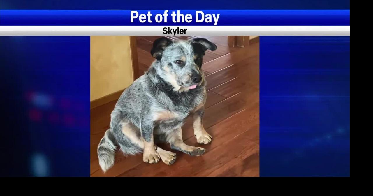 Pet of the Day: Skyler | Top-video | nbcrightnow.com