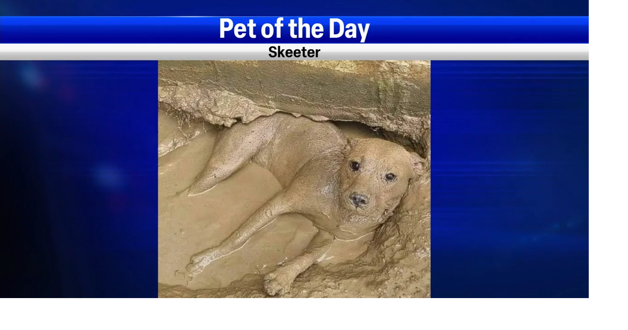 Pet of the Day: Skeeter | Pet of the Day | nbcrightnow.com
