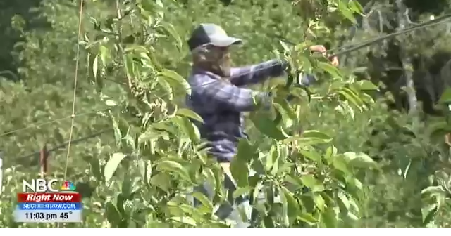 Washington agriculture ushering new era of workers | Yakima News ...