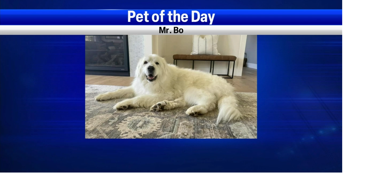 Pet of the Day: Mr. Bo | Top Video | nbcrightnow.com