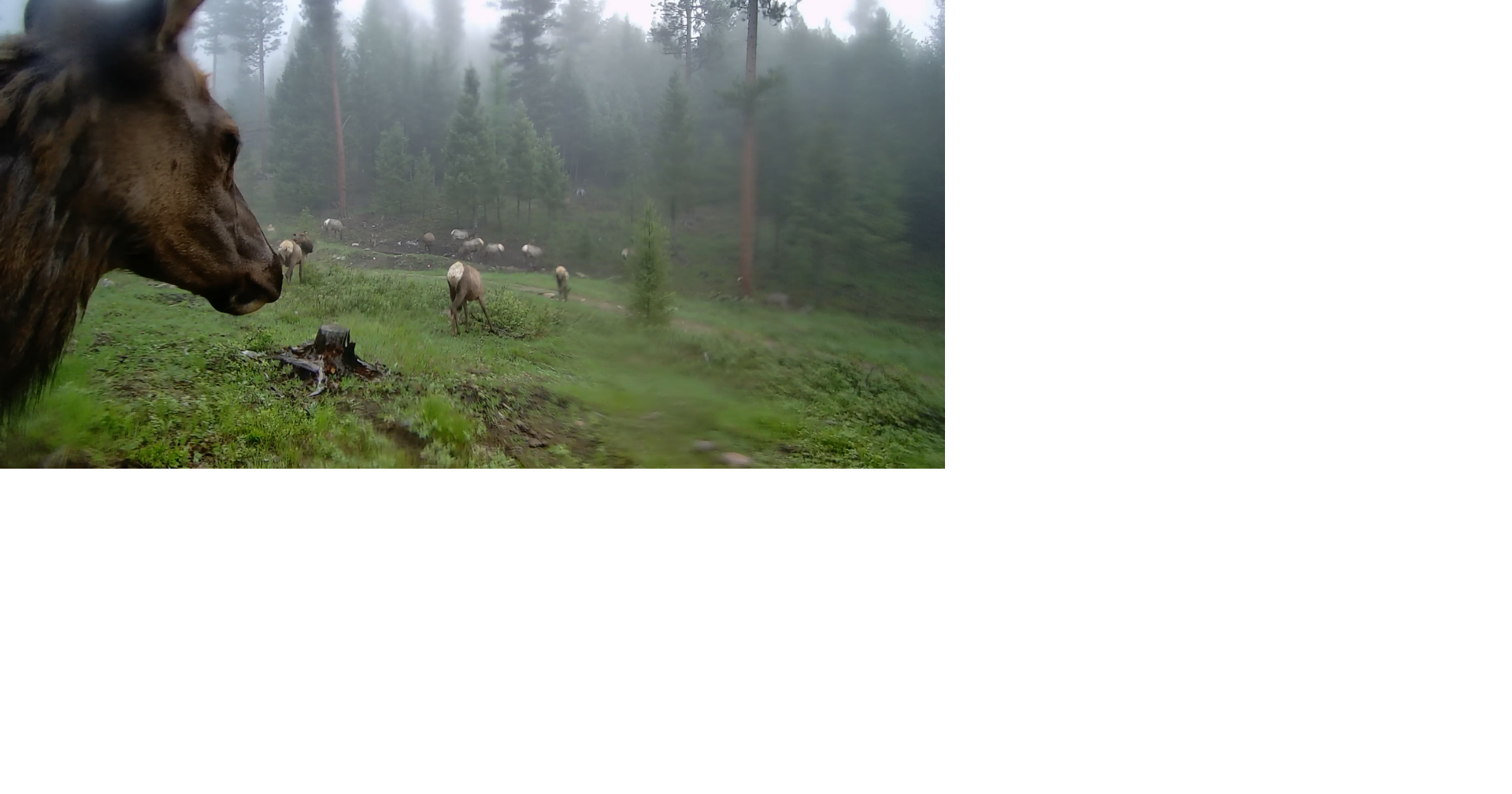 WATCH: Fogged-up camera cleaned by helpful elk, reveals entire herd of ...