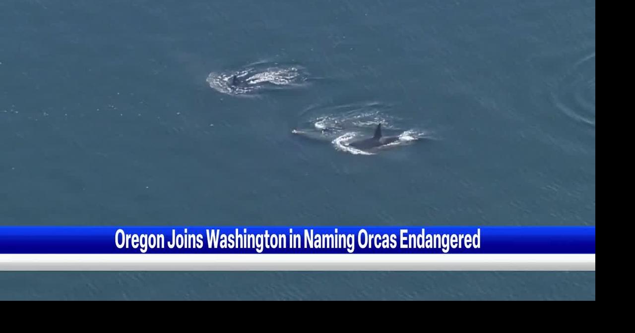 Orcas added to Oregon's endangered list | News | nbcrightnow.com