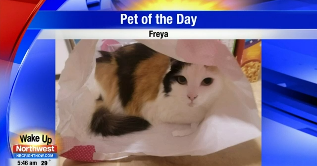 Pet of the Day: Freya | Top Video | nbcrightnow.com