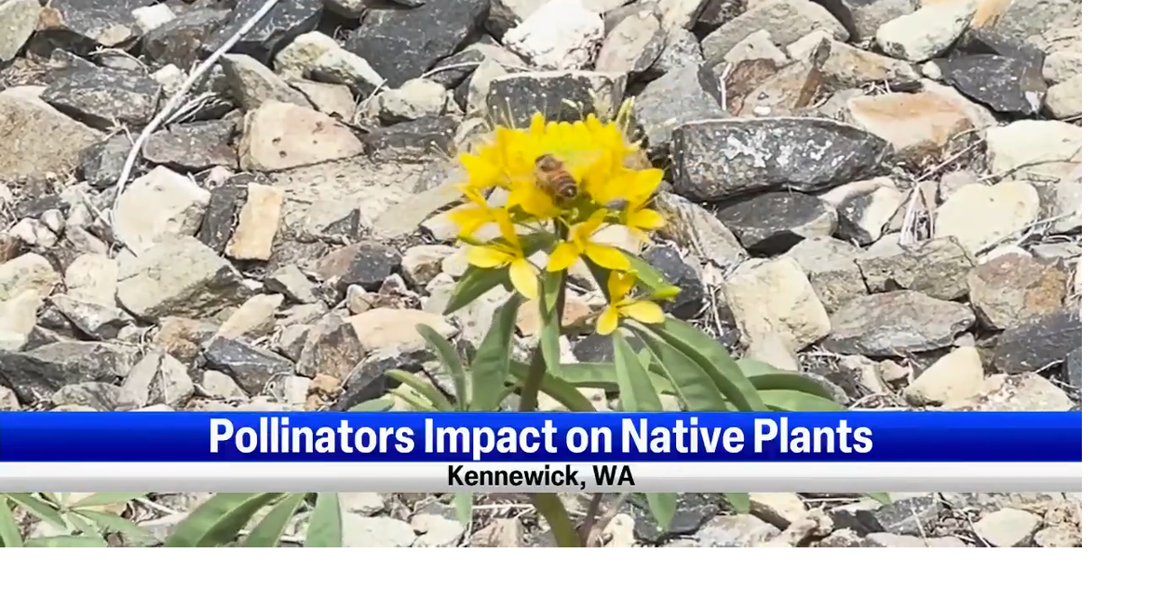 Roles Pollinators play on native plants in the Columbia Basin | Seen on TV | nbcrightnow.com