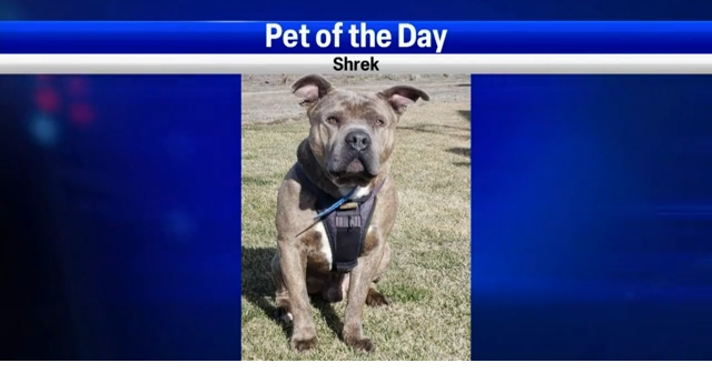 Pet of the Day: Shrek | Top Video | nbcrightnow.com